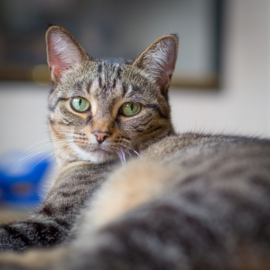 The Alpha Cat or So She Thinks | Six Cats One Dude